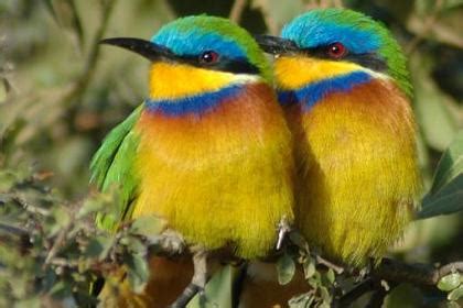 Blue Breasted Bee Eater Merops Variegatus Wiki Image Only