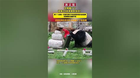 大熊猫丫丫迎来24岁本命年生日！愿丫丫的每一天都充满竹子的清香和阳光的温柔吃嘛嘛香 健康平安 Youtube