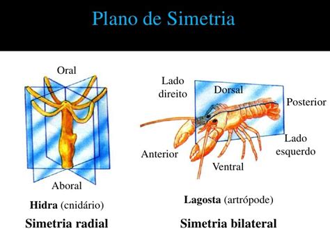 Ejemplo Simetria Radial Y Simetria Bilateral Porn Sex Picture