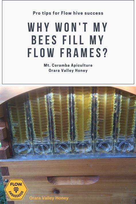 Why Won T My Bees Fill My Flow Frames Artofit