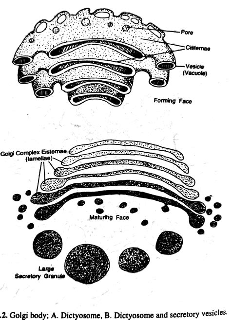 Plant Cell Golgi Body