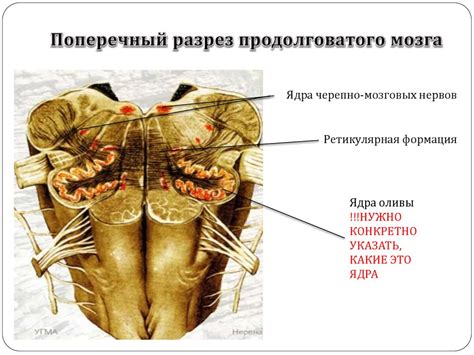 Продолговатый мозг, средний мозг. Строение и функции - презентация онлайн