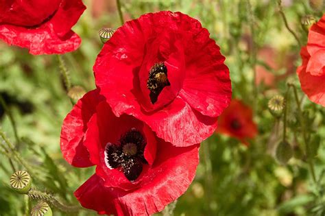 양귀비 꽃들 식물 Pixabay의 무료 사진 Pixabay