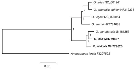 Bayesian Tree Based On The Concatenated Nucleotide Sequences Of 13