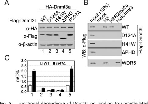 Figure 5 From The N Terminus Of Histone H3 Is Required For De Novo Dna