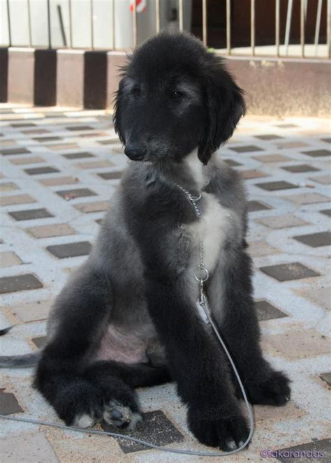 Afghan Hound Puppies Black