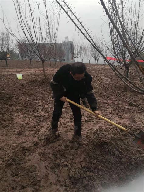 重庆科创中心党支部参加两江协同创新区联合党委植树活动 重庆科创中心