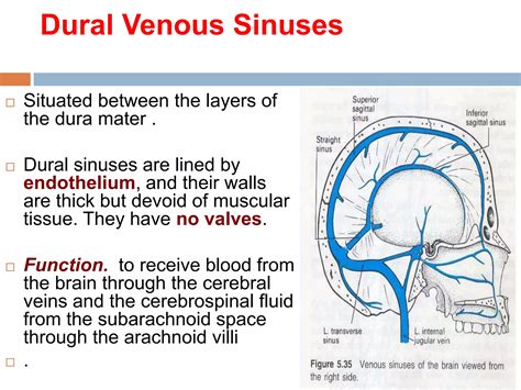 15 Dural Venous Sinuses Pptx