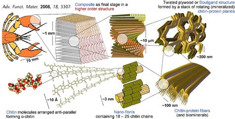 Natural Materials Biomaterials Biological Materials Chitin Lobster