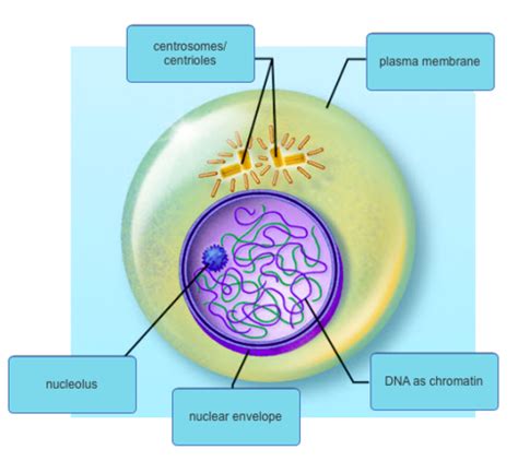 The Cell Anatomy And Division Flashcards Quizlet
