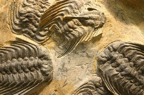 25 Most Bizarre Fossils Ever Discovered