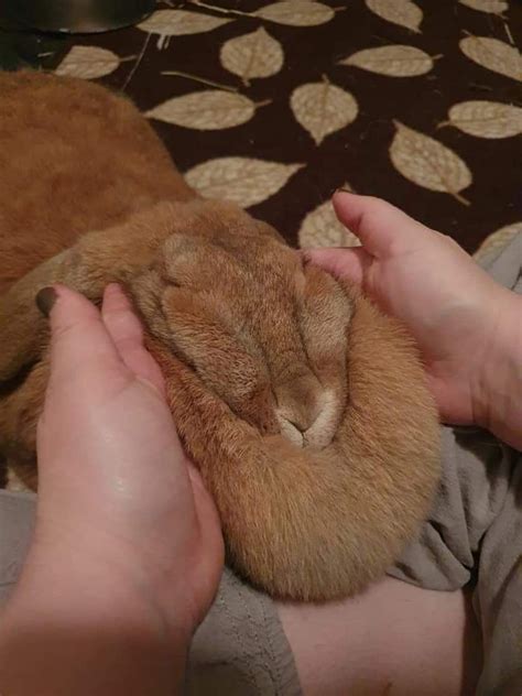 Squish R Rabbits