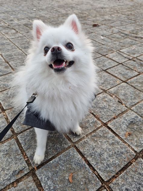 오랜만에 멍멍이 Mlbpark