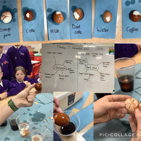 Boundary Primary School Year 4 Teeth Observation Results