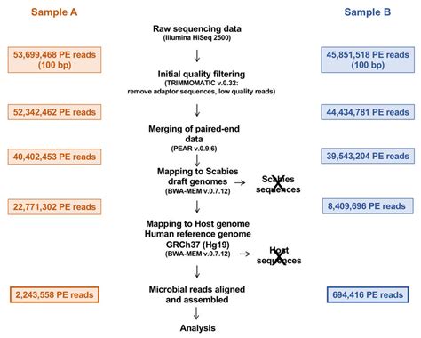 The Bioinformatic Pipeline Illustrating The Different Steps And The