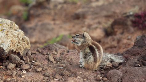 Chipmunk Eating Nuts Profile View 26236348 Stock Video At Vecteezy