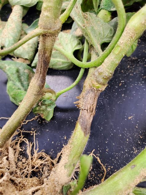 Collar Rot Tomato Plant Pest Advisory