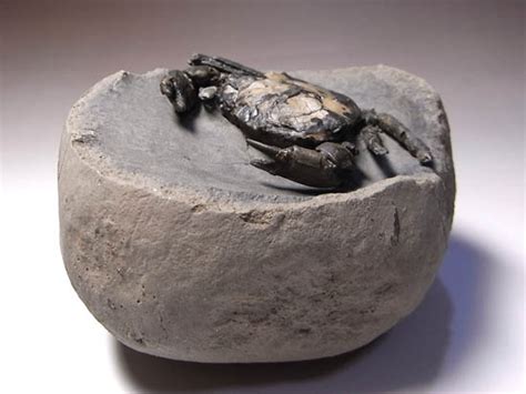 ノジュールの中からこんにちは3000万年前のカニの化石 化石 販売