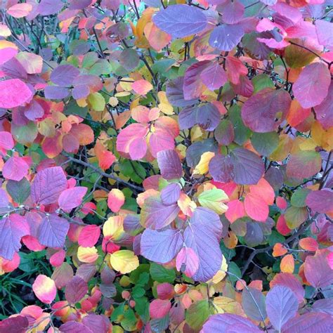 Legend Of The Fall Fothergilla Spring Legends Of The Fall
