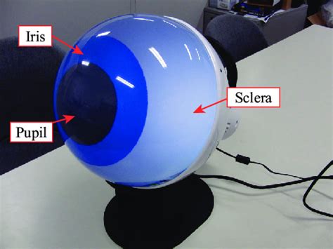 Pupil Response Interface Download Scientific Diagram