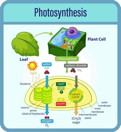 Diagram Showing Process Of Photosynthesis With Plant And Cells Photosynthesis Plant Cell