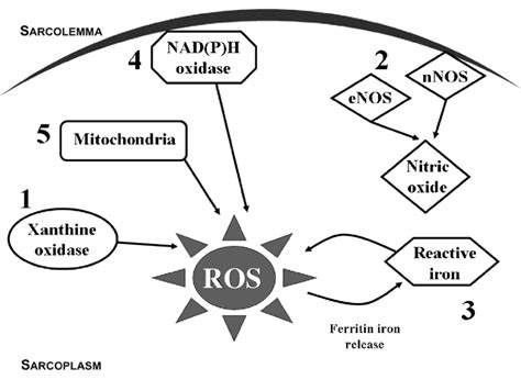 At Least Five Different Ros Production Pathways Exist In Skeletal Download Scientific Diagram