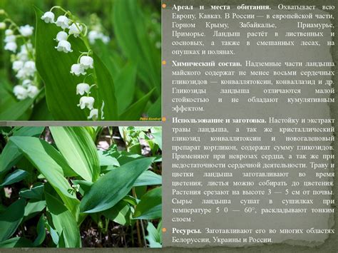 Лекарственные растения сердечно-сосудистого действия - презентация онлайн
