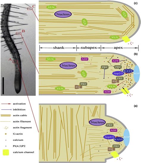 Working Model To Explain The Control Of Actin Cytoskeleton In Different