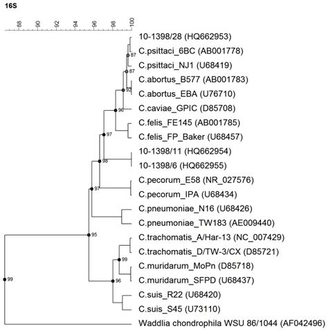 The Dendrogram Was Constructed By Upgma Method From A Similarity Matrix