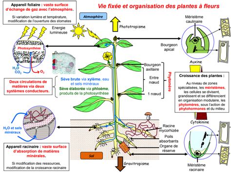 De la plante sauvage à la plante domestiquée