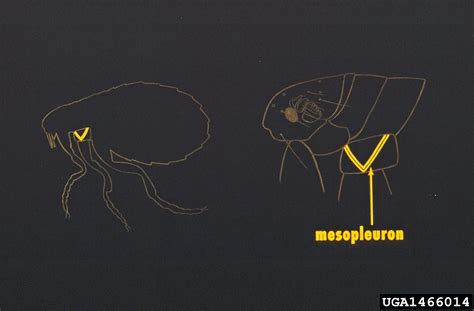 Fleas Siphonaptera 1466014
