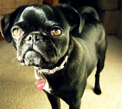 Companion By Casey Dream Theater On Deviantart