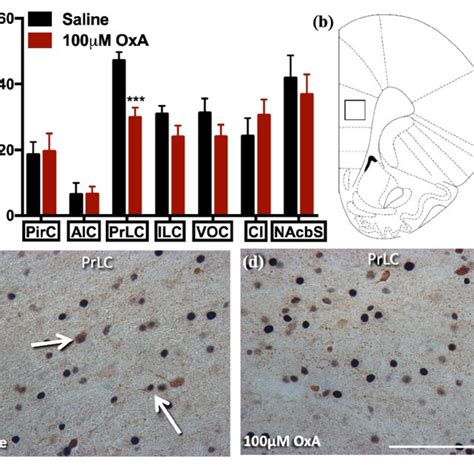 C Fos Expression In Pv Positive Gabaergic Interneurons After
