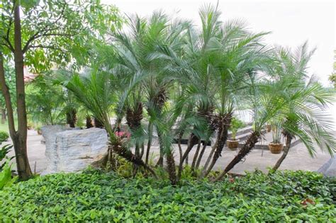 What Are The Diffe Types Of Palm Trees In Florida Infoupdate Org