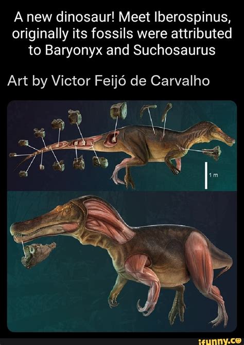 Iberospinus Memes Best Collection Of Funny Iberospinus Pictures On Ifunny