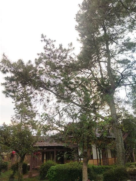 Puncak Bogor Indonesia Langit Alam Sky Blue Light Natural Nature Tree