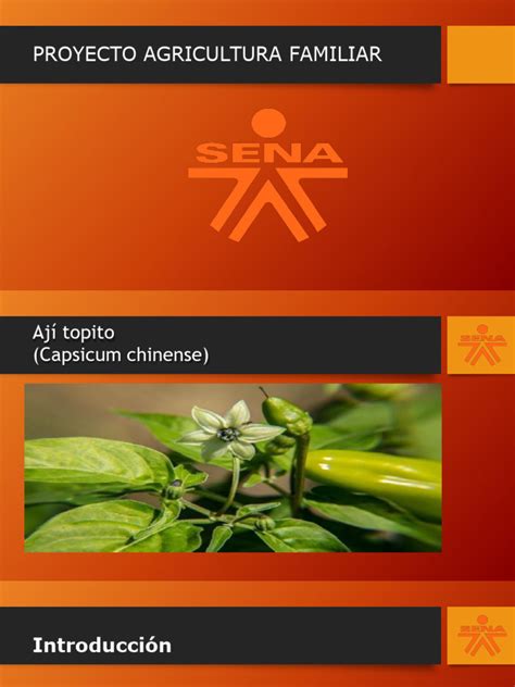 Proyecto Agricultura Familiar Ají Topito Pdf Decapado Suelo