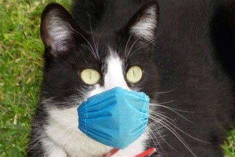 主人感冒也会传染给猫吗不会流感季节如何预防主子生病