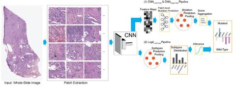 Predicting Oncogene Mutations Of Lung Cancer Using Deep Learning And Histopathologic Features On