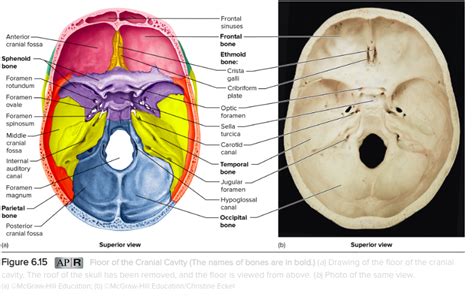Floor Of Cranial Cavity Diagram Quizlet