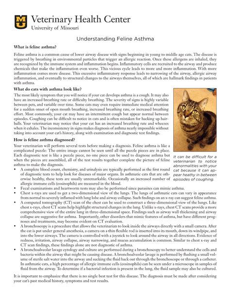 Understanding Feline Asthma What Is Feline Asthma Feline Asthma Is A Common Cause Of Lower
