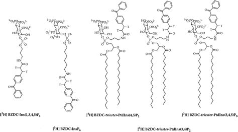 Structures Of Probes Used For Photoaffinity Labeling Of Golgi Coatomer