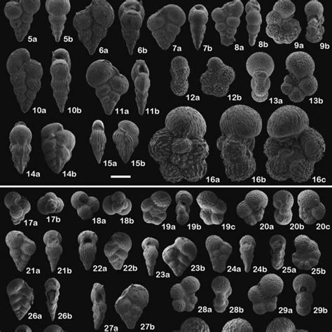 Stratigraphic Ranges Of The Planktic Foraminiferal Species Across The