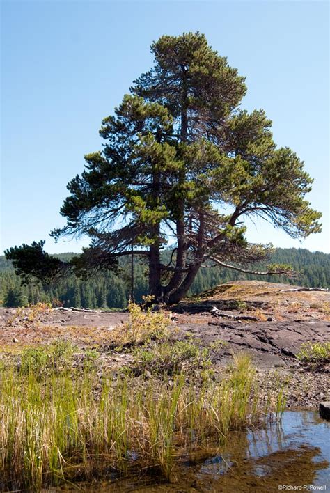 100 Lakes On Vancouver Island Lone Tree Island