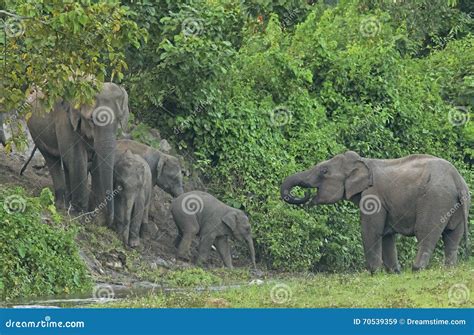 Indian Elephant At Forest Stream West Bengal India Stock Image