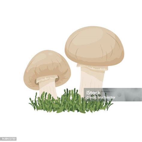 벡터 샴 피뇽 버섯은 흰색으로 격리 되어 있습니다 손으로 그린 만화 샴 피뇽 버섯 디자인 서식 파일 클립 아트 버섯 커플 0명에