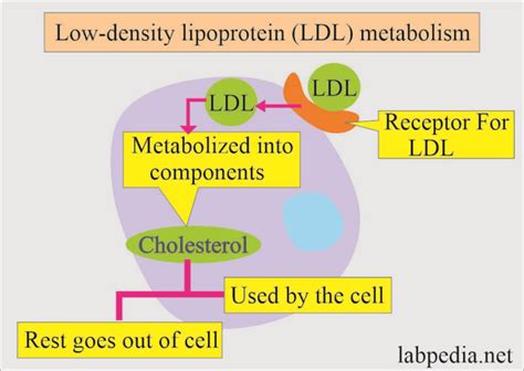 Lipoprotein Part 2 Low Density Lipoprotein Ldl Ldl Cholesterol Bad Cholesterol