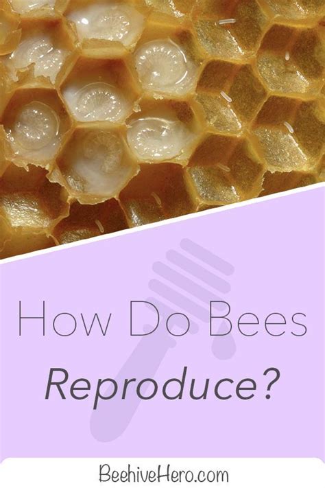 How Do Bees Reproduce Artofit