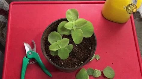 Ajwain Plant A Magical Herbal Plant How To Grow Care And Propagate