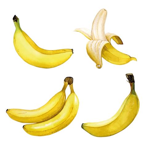 Premium Vector Fresh Ripe Yellow Banana Set Watercolor Hand Drawn